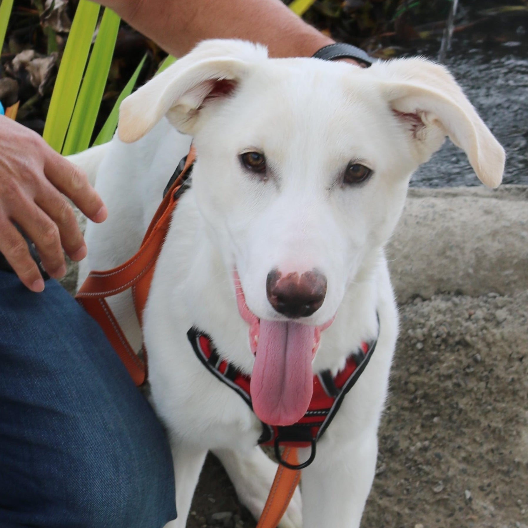 Chomper | White Shepherd Husky Mix Puppy for Adoption – Wiley's Wish ...